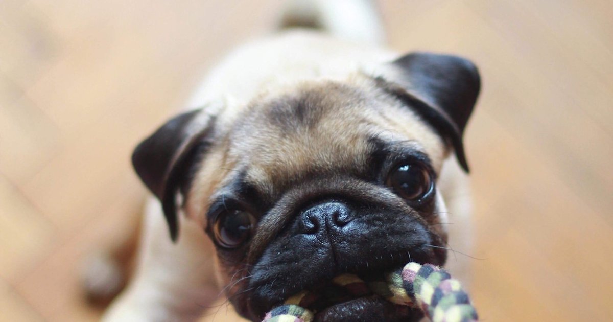 The Biomechanics of Tug Part 1: Toy Selection | Canine Body Balance