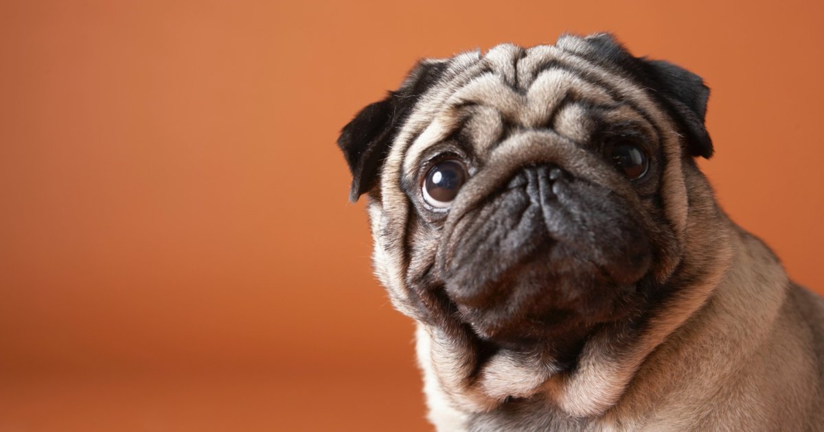 Brachycephalic Dog Breeds and their Health | Canine Body Balance
