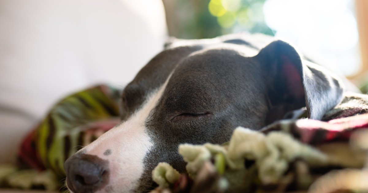 Building Canine Athletes: Rest and Recovery | Canine Body Balance