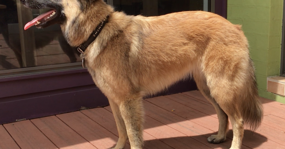 Canine nail length and the effects on biomechanics | Canine Body Balance