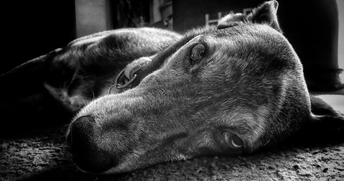 Canine Somatic Relaxation | Canine Body Balance