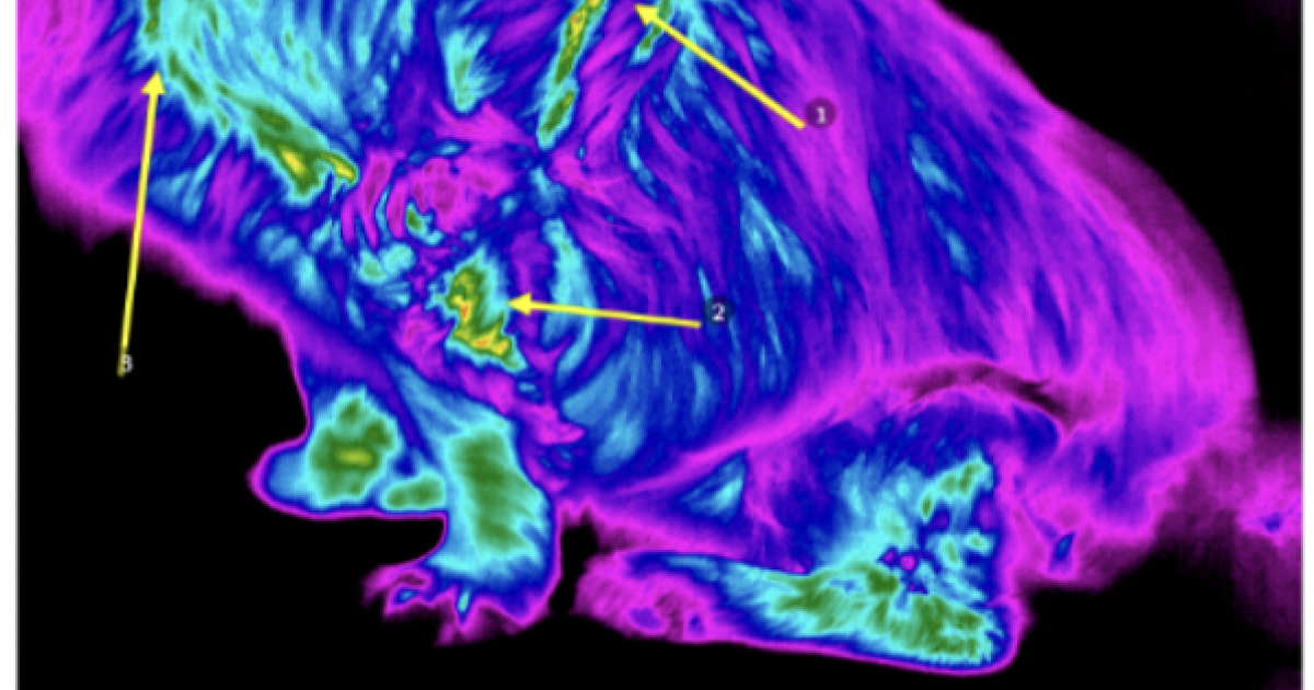Case study: Thermography used to identify inflammation from a harness ...