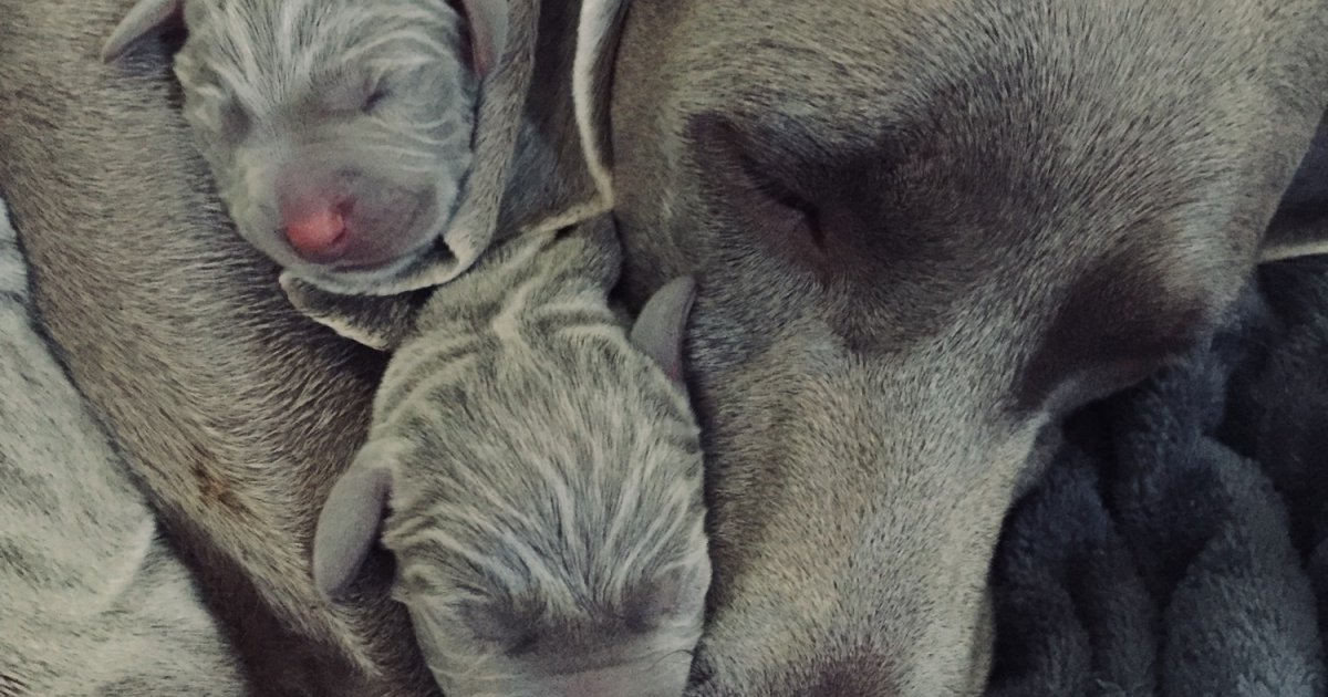 Dog Pregnancy: How to care for your Pregnant Dog | Canine Body Balance