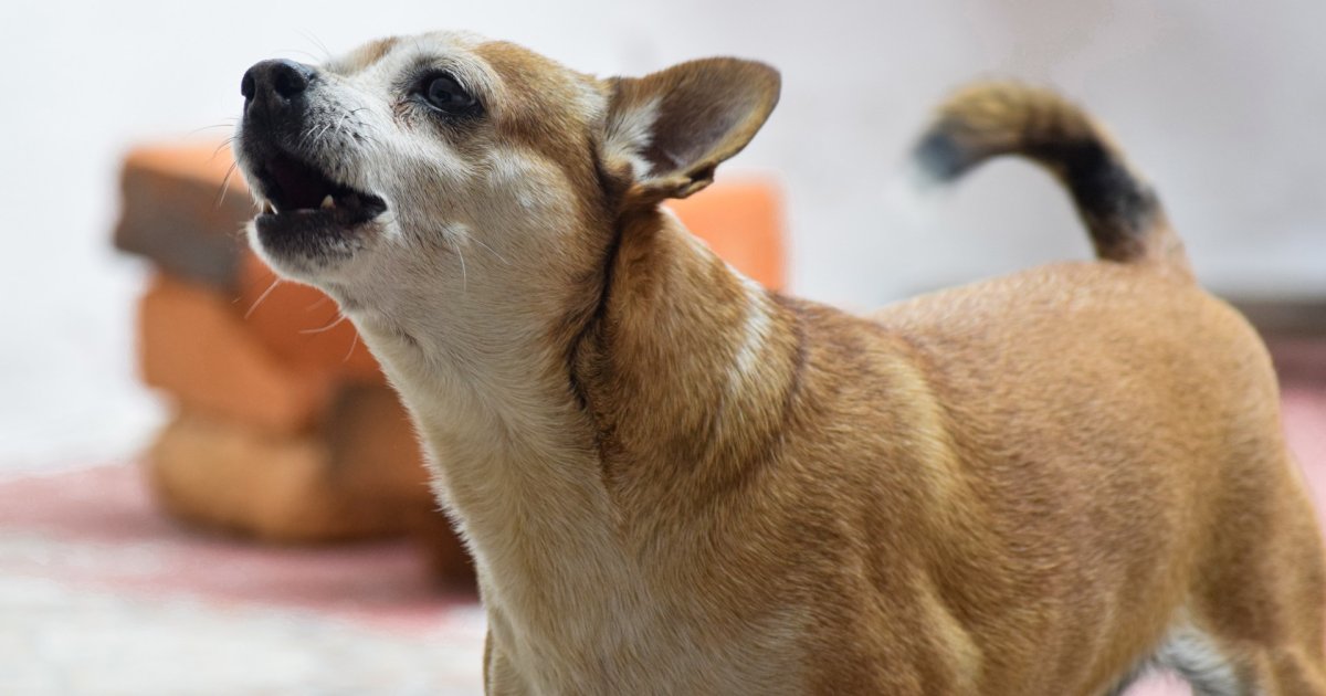 Is My Dog Over Weight? | Canine Body Balance
