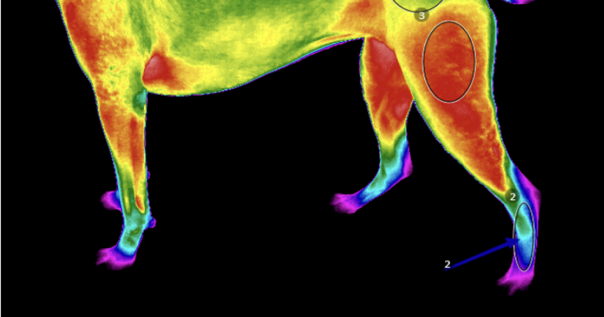 Thermal Imaging in Canine Osteopathy | Canine Body Balance